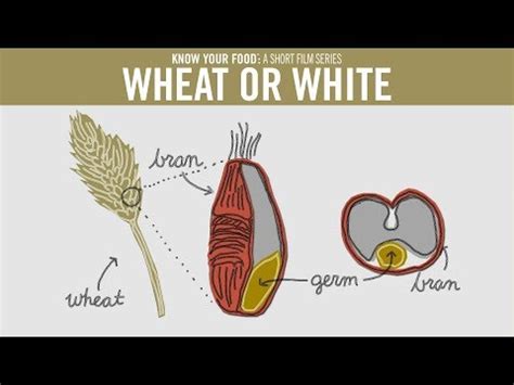 Distinction Between Wheat Bran Wheat Germ Nutrition NoahStrength Com