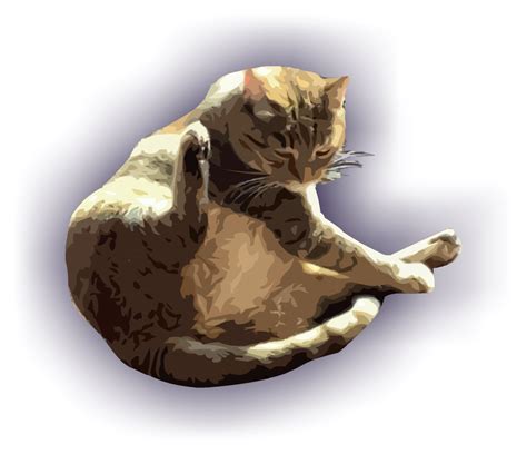 Nebula Void Object Shows Community Fandom