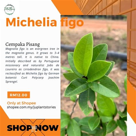 Pokok Bunga Cempaka Pisang Cempaka India Michelia Figo Shopee Malaysia