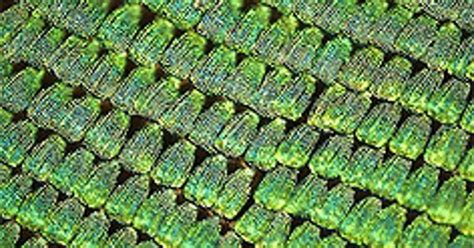 Butterfly Encryption Technique