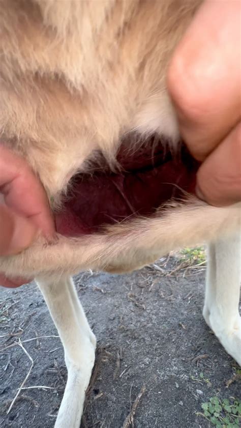 Inside Kangaroo Pouch Wildlife Carers Beg Drivers To Be Careful Around