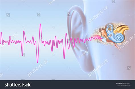 Tinnitus Human Ear Middle Ear Otitis Stock Illustration Shutterstock