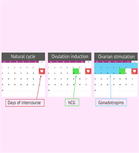 Timed Intercourse MyEmbryologist