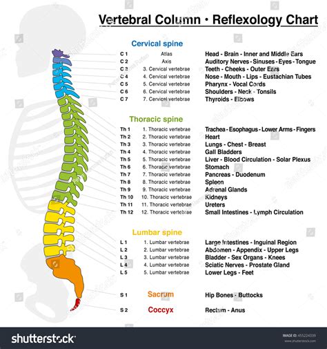 Vertebral Column Reflexology Chart Accurate Description Stock Vector