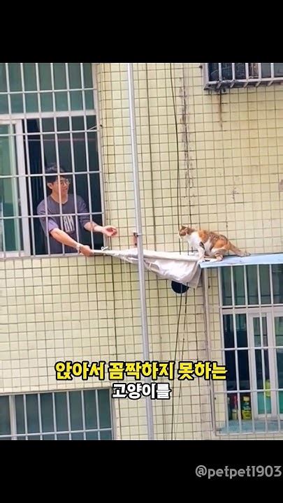 고층 아파트 베란다 지붕에 갇혀있는 고양이를 도와주었더니 Youtube