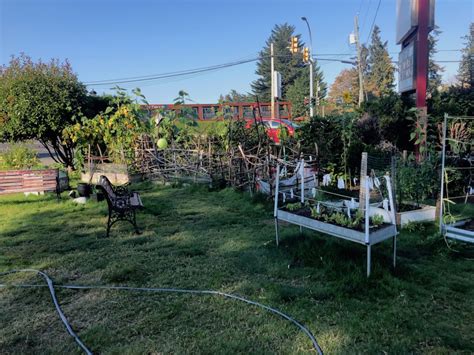 Supporting The Ohearts Community Garden Pqb Fruit Tree Project