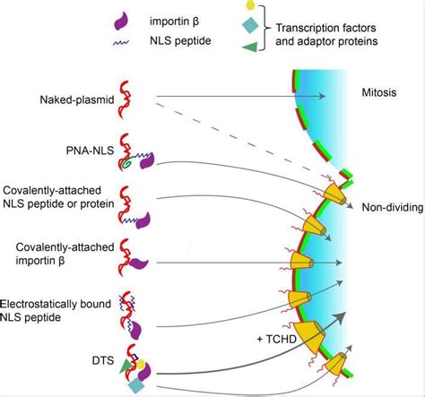 5 Ways To Skin A Genetically Modified Cat