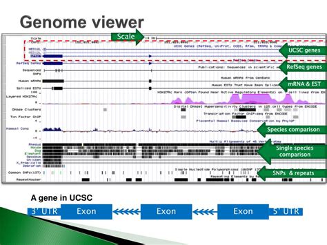 Ppt The Ucsc Genome Browser Powerpoint Presentation Free Download