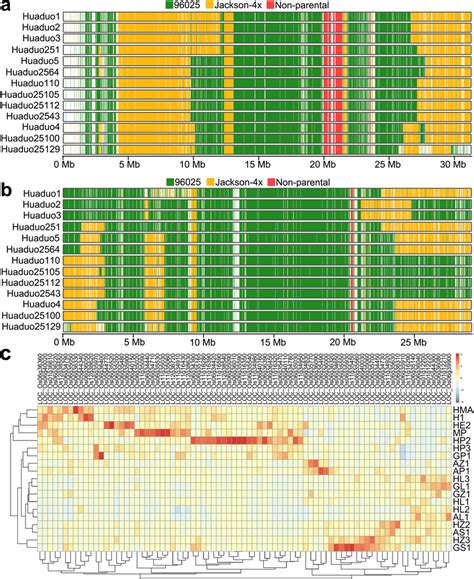 Inherited Blocks Inference Of Chromosome 6 A And Chromosome 11 B Of Download Scientific