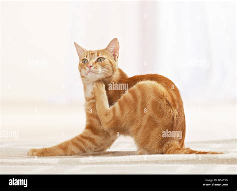 Domestic Cat Scratching Itself Stock Photo Alamy
