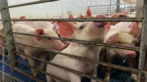 Pigs in tight cramped quarters behind bars, bite ears, hog production, factory industrial farm ...