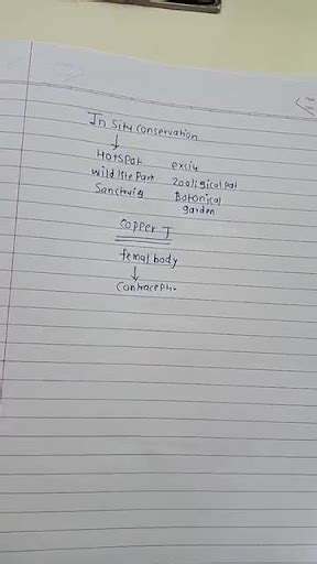 What Is The Function Of Dendrite Filo