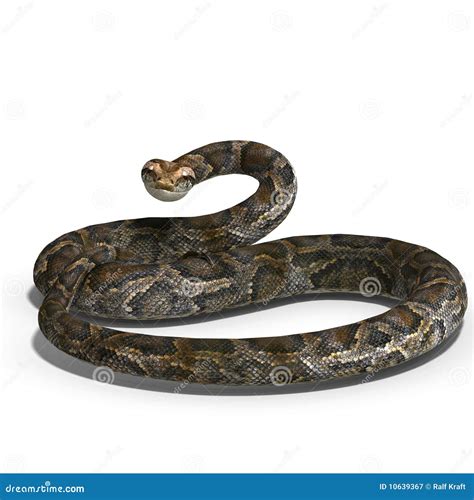 Royal Python Stock Illustration Illustration Of Generated 10639367