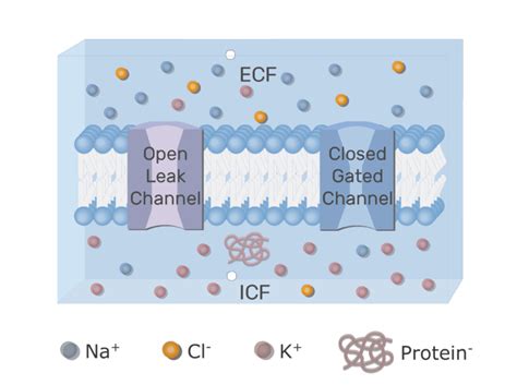 Channel Proteins Diagram And Functions GetBodySmart