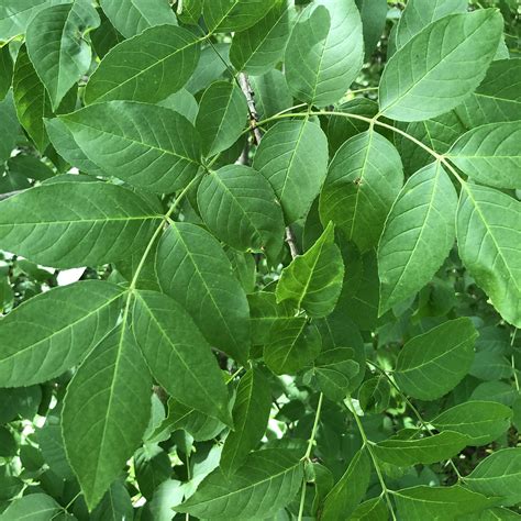 Blue Ash Ontarioca