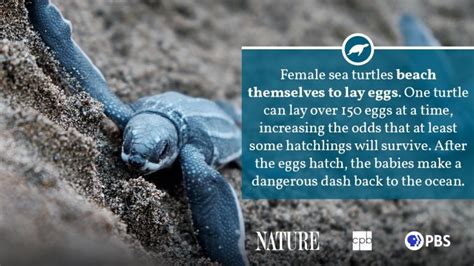 Sea Turtle Fact Sheet Blog Nature Pbs