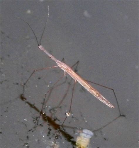 Tiny Stick Insect Hydrometra BugGuide Net