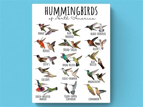 Hummingbirds Of North America Id Chart Birding Poster Educational