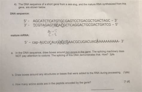 Solved The DNA Sequence Of A Short Gene From A Sea Slug Chegg