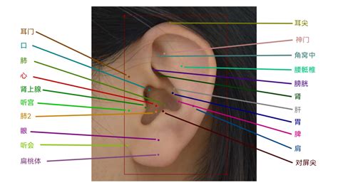 【ai实战营第二期】第一次作业提交16班 · Issue 87 · Open Mmlab Openmmlabcamp · Github