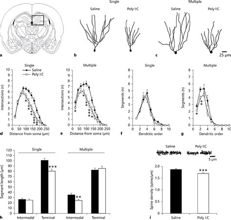 Dendritic Structures Hippo Campus