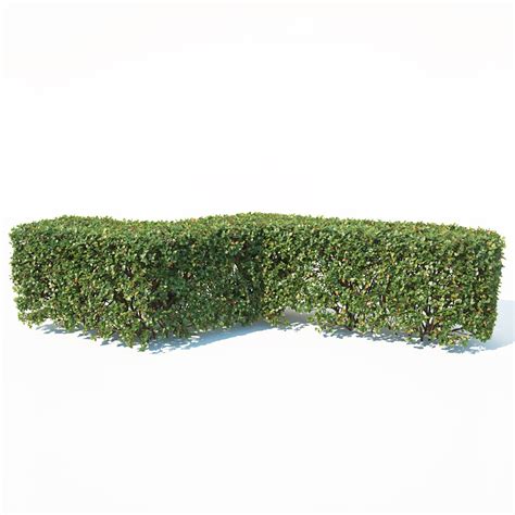 2 Square Shapes Hedge Model Turbosquid 1331901