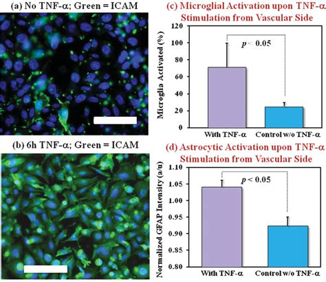 Neurovascular Communication Proof Of Concept Where An Inflammatory