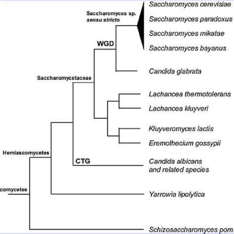 Evolutionary History Of The Yeast Species Mentioned In This Review The