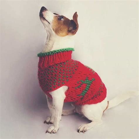 A Cozy Holiday Project: Knit your Dog a Christmas Sweater