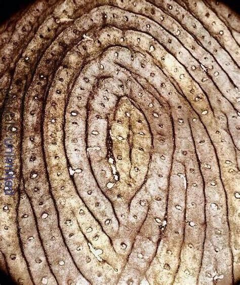 Fingerprint Under An Electron Microscope Микроскопическая фотография