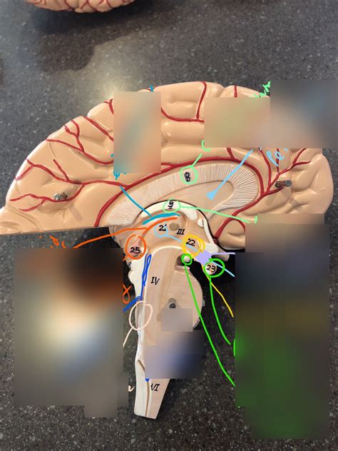 Saggital View Diagram Quizlet