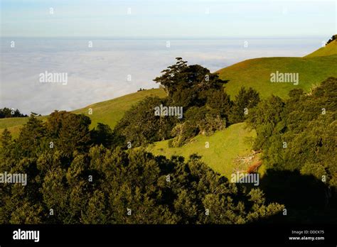 Dense Fog Shroud Shrouding Pacific Ocean Mount Tamalpais State Park Marin County California
