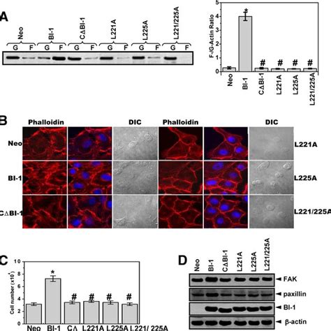 Actin Polymerization Increases Cell Adhesion A Ht1080 Cells Were Download Scientific Diagram