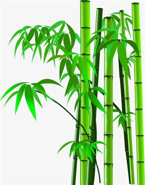 Green Bamboo Trees Poster Design