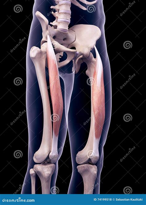 The Rectus Femoris Stock Illustration Illustration Of Medial 74199518