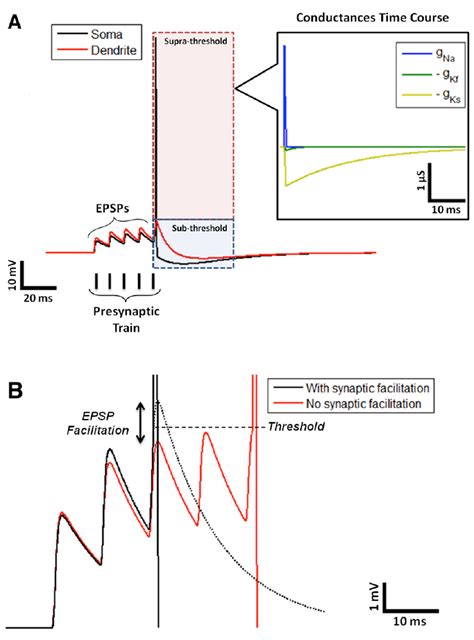A Temporal Summation Of Excitatory Post Synaptic Potentials Epsps