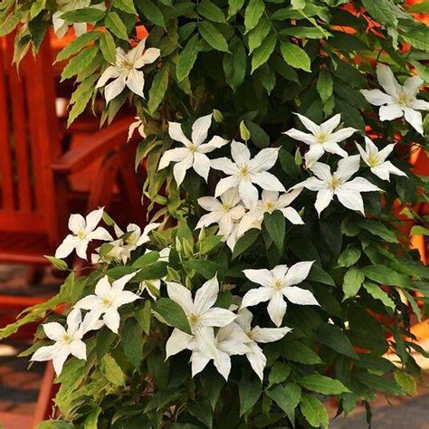 Clematis 'Roko-Kolla' - fehér klemátisz | Florapont