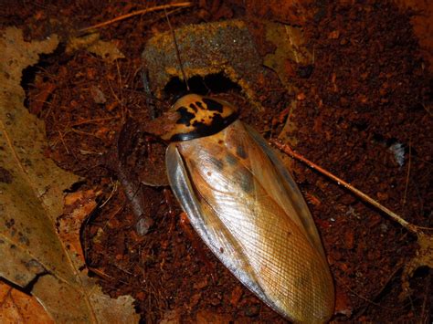 Ivory Roaches Eublaberus Sp Ivory The Roach Ranch