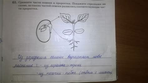 Сравните части семени и проростка Покажите стрелками на схеме рисунке из каких частей семени