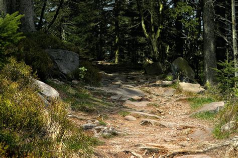 Steiniger Weg Auf Die Hornisgrinde Den Gipfel Der Hornisgr… Flickr