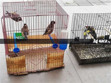 При проверка за наркотици откриха защитени птици в къща в Перущица