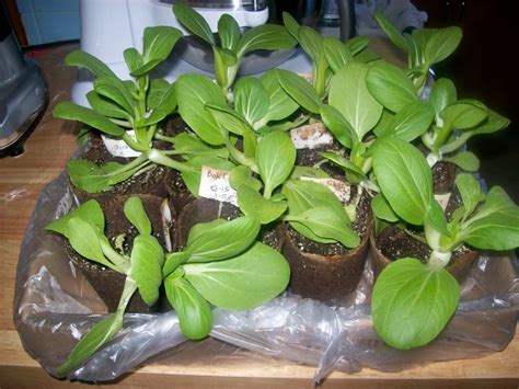 Planting My Bok Choy Seedlings Inch By Inch Row By Row