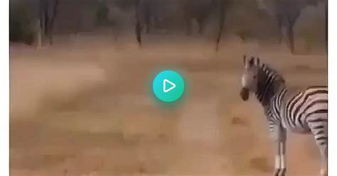 Dumb And Dumber Album On Imgur