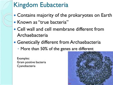 Eubacteria Definition
