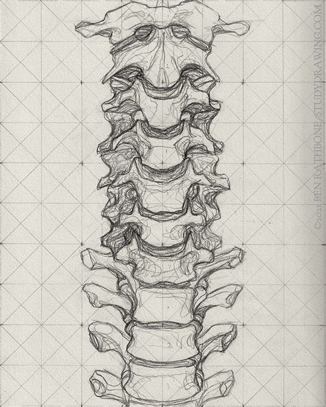 How To Draw A Human Spine