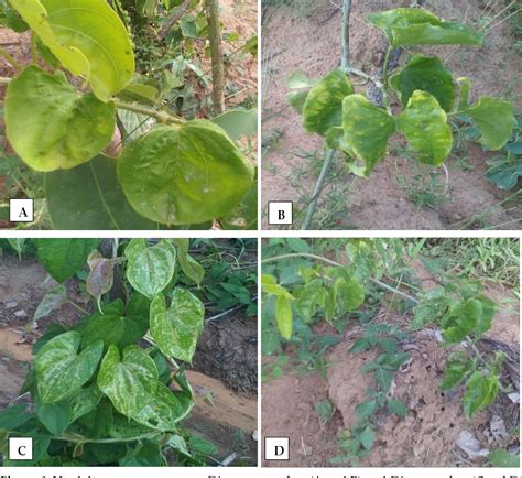 Figure 2 From Severity Of Viral Diseases And Types Of Weeds As