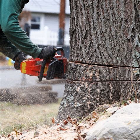 Tree Removal 101 A Guide To Safely Removing Trees By Primrose