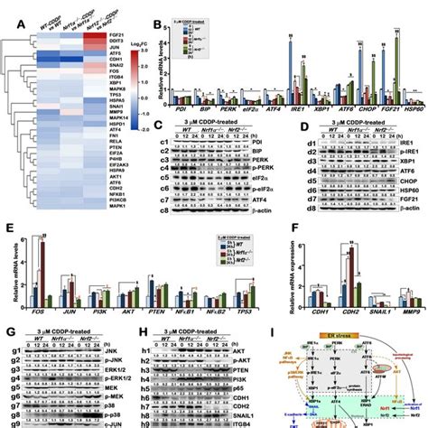Distinctive Requirements Of Nrf1 And Nrf2 For Different Cellular Download Scientific Diagram
