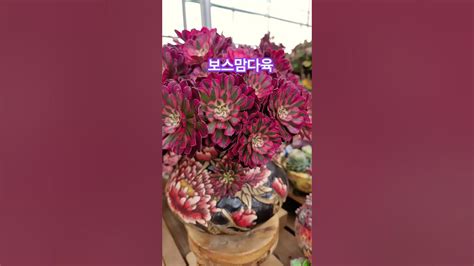 양산오아시스다육키핑장보스맘다육님 다육작품 Youtube