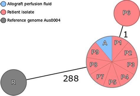 Minimum Spanning Tree Illustrating The Genetic Relatedness Of The